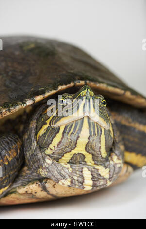 Pet turtles on white background Stock Photo - Alamy