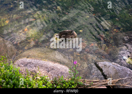 Ducks changing location in Vilnius Lithuania Stock Photo - Alamy