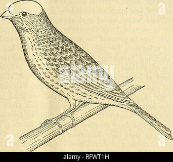 The Lancashire Plain Head Canary Stock Photo - Alamy