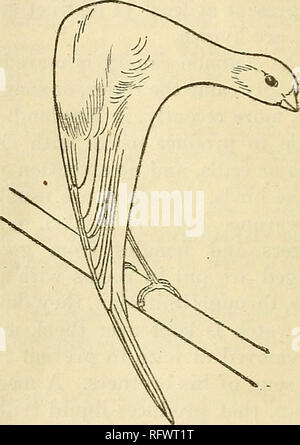 Yellow Belgian Canary Stock Photo - Alamy