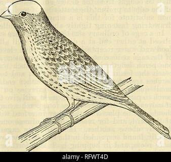 Dutch Frill Canary Stock Photo - Alamy