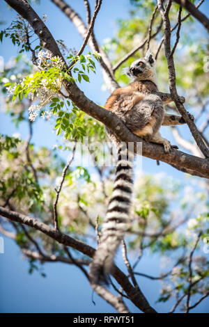 Madagascar, Haute Matsiatra region, Anja community reserve, Maki Catta ...