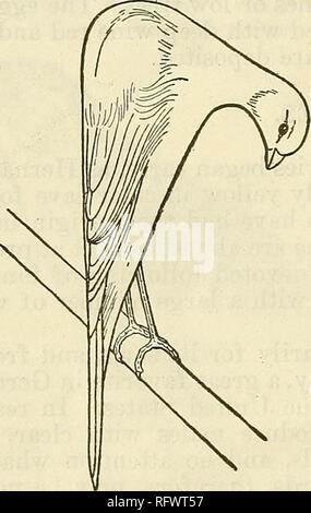 . Canaries : their care and management. Canaries. FARMERS BULLETIN 770 ...