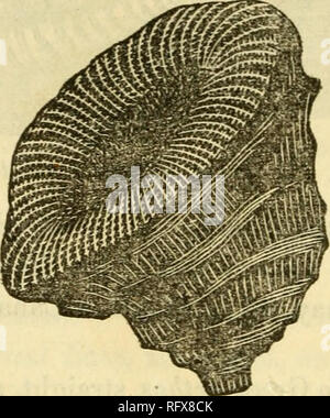 Heliophyllum halli Edwards & Haime Stock Photo - Alamy