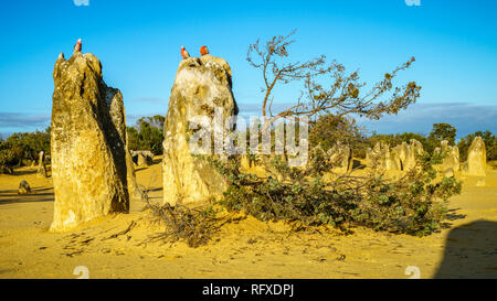 rosebreasted cockatoos at the pinnacles desert in nambung national park ...