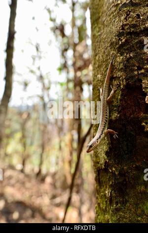 Bar sided forest skink Eulamprus tenuis clinging to a tree, The sky ...