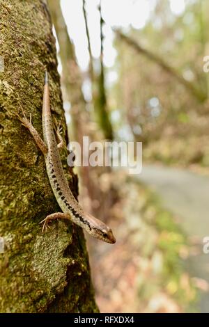 Bar sided forest skink Eulamprus tenuis clinging to a tree, The sky ...
