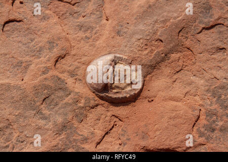 Geological concretions, Moenkopi Dinosaur Tracks site near Tuba City ...