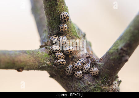 An aggregation of sixteen spot ladybirds (Tytthaspis sedecimpunctata ...