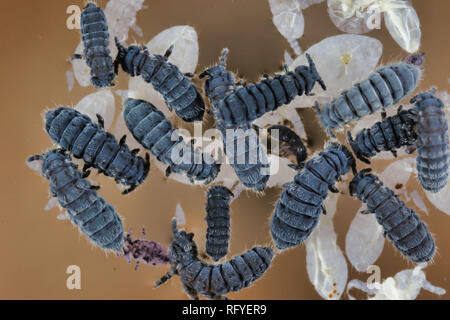 marine springtail anurida maritima shed skin on surface of water Stock ...