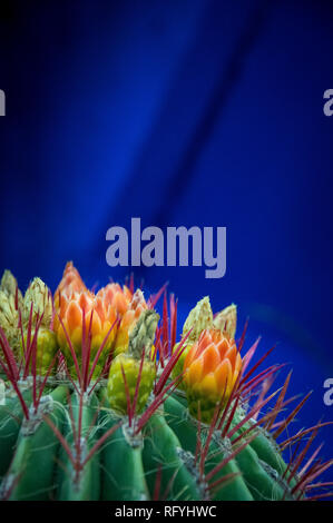 Blue cactus on yellow background. Creative design Stock Photo - Alamy