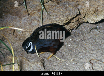 Button quail (Excalfactoria chinensis Stock Photo - Alamy