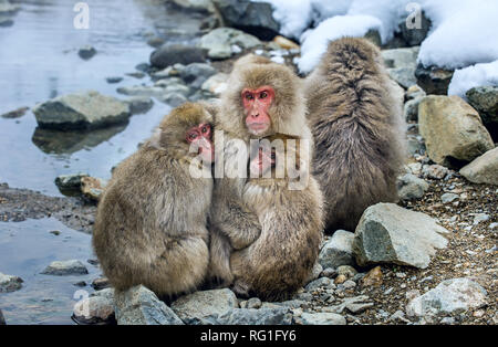 Japanese macaques family warming themselves against in cold winter ...