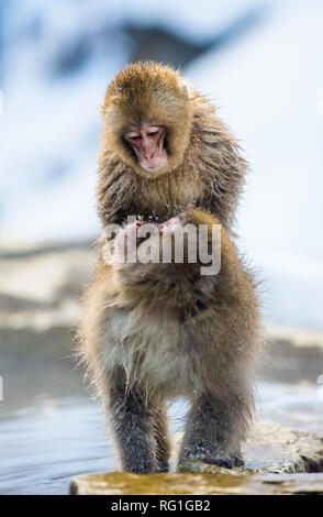 Japanese Macaques (Macaca fuscata) mating. Jigokudani Yaen-Koen ...