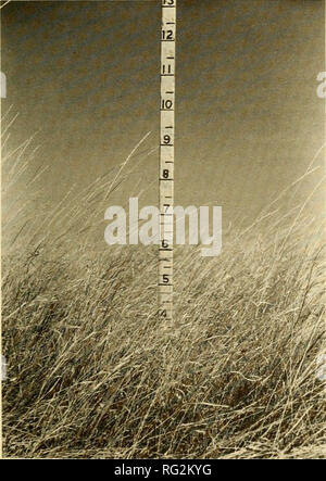 . The Canadian field-naturalist. . Figure 3. View of rough fescue ...