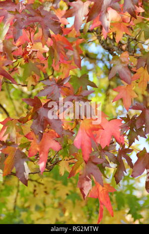 Autumn foliage of Liquidambar styraciflua / sweet gum in UK garden ...