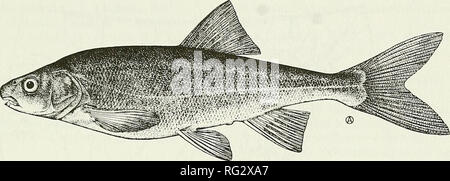. The Canadian field-naturalist. Figure 1. Chiselmouth, Acwcheiliis ...