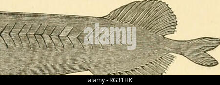 . The Cambridge natural history. Zoology. 96 INSECTS divided mentum ...