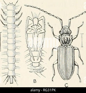 . The Cambridge natural history. Zoology. ADEPHAGA HALIPLIDAE 209 there ...