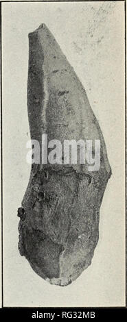 Dry rot (fusarium) on potato tubers Stock Photo - Alamy