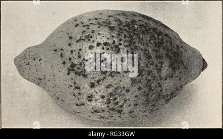 Blue mold (Penicillium italicum) on Lemon Stock Photo - Alamy