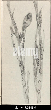 RUST (UROMYCES CARYOPHYLLINUS) ON CARNATION PLANT (DIANTHES). FUNGAL ...