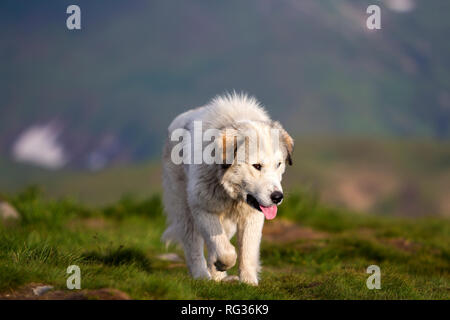 A white Laika dog on a trail in a park Stock Photo - Alamy