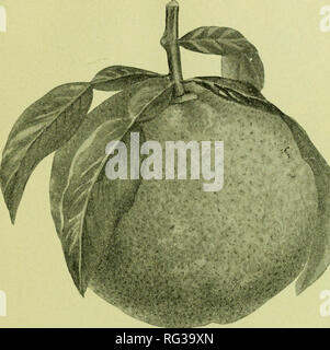 Citrus aurantium Linn, Sour Orange, Idlimbu Stock Photo - Alamy