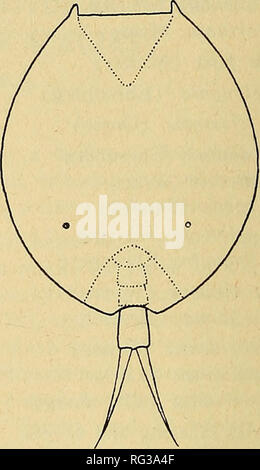 . The Canadian field-naturalist. . Fig. 1. Dorsal view of Argulus ...