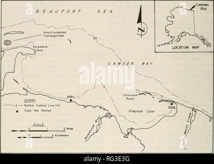 Bering wolffish (Anarhichas orientalis) in Japan Stock Photo - Alamy