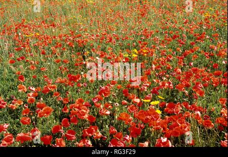 MLT, Malta: corn poppy Stock Photo - Alamy