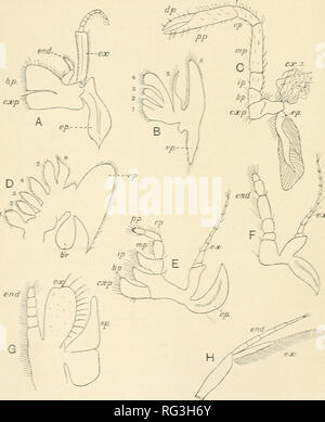 . The Cambridge natural history. Zoology. I lO URODELA. aspect the ...