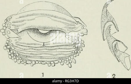 . The Cambridge natural history. Zoology. TADPOLES 57 gill-chamber and ...