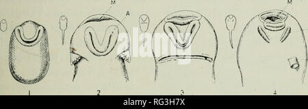 . The Cambridge natural history. Zoology. TADPOLES 57 gill-chamber and ...