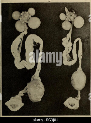 Anatomy of the hen's reproductive system with ovary, follicles ...