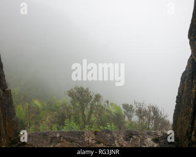 view of mount britton peak and rainforest landscape at el yunque ...