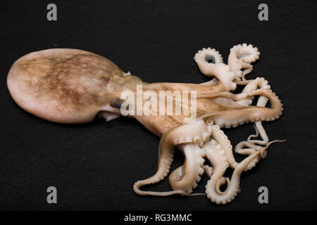 Curled Octopus - Eledone cirrhosa Stock Photo - Alamy