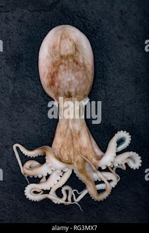 Curled Octopus - Eledone cirrhosa Stock Photo - Alamy