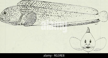 Bering wolffish (Anarhichas orientalis) in Japan Stock Photo - Alamy