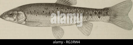 Central Stoneroller Preserved