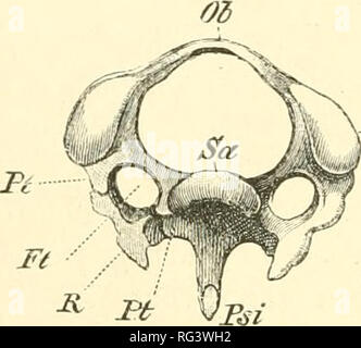 . The Cambridge natural history. Zoology. SKELETON 319 first costal ...