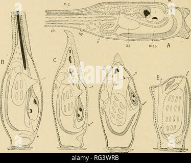 . The Cambridge natural history. Zoology. PHARYNX AND GILL-CLEFTS 121 ...