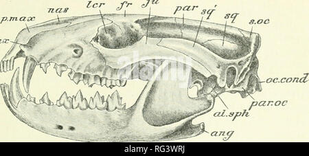 Cambridge Natural History Mammalia Fig 091 Stock Photo - Alamy