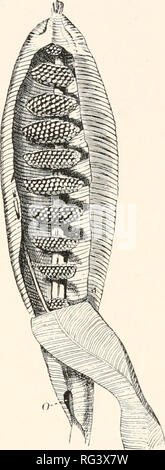 . The Cambridge natural history. Zoology. ]ii SPHEGIDAE ASTATIDES ...