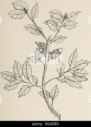 quercus dumosa range