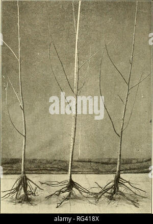 Fruits of a walnut, Little walnuts on the walnut tree, Fruits of walnut ...