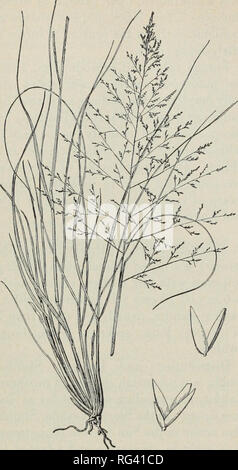 Alkali Sacaton (Sporobolus airoides Stock Photo - Alamy