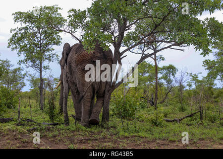 African elephant behind a tree Stock Photo - Alamy