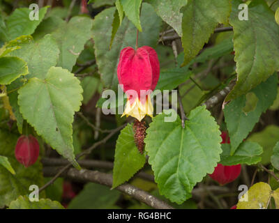 Abutilon megapotamicum or Callianthe megapotamica Stock Photo - Alamy