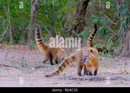 Crab-eating Raccoon, South American Raccoon, Procyon Cancrivorus, Mato ...